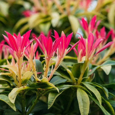 Pieris Forest Flame Garden Plant - Fiery Red Foliage, Compact Size ...