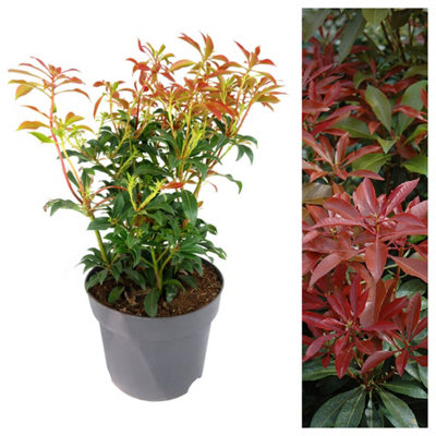 Pieris Forest Flame in 2 Litre Pot - 40-50cm In Height - Ready To Plant ...