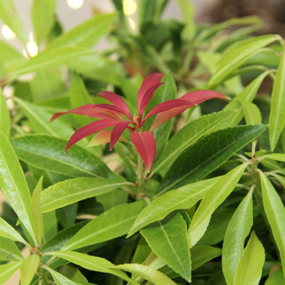 Pieris Forest Flame Plant in 2L Pot with Hessian Gift Wrap - Compact ...