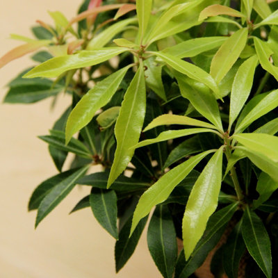 Pieris Forest Flame Plant in 2L Pot with Hessian Gift Wrap - Compact ...