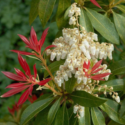 Pieris Forest Flame Plant in 2L Pot with Hessian Gift Wrap - Compact ...
