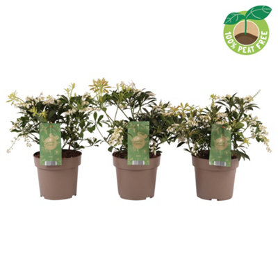 Pieris Jap Temple Bells, 17cm Pot Size, 30cm Tall, Andromeda