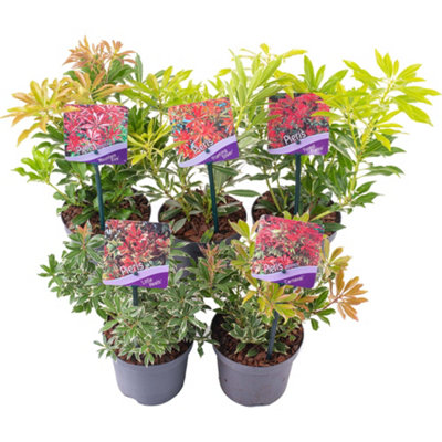 Pieris Mix 5 Plants (15-25cm Height Including Pot) Garden Plants ...