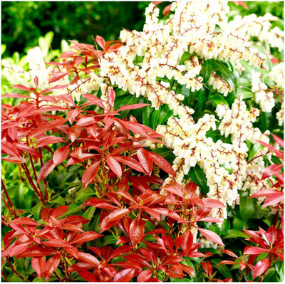 Pieris 'Mountain Fire' Evergreen Garden Shrub (2 Litre Pot)