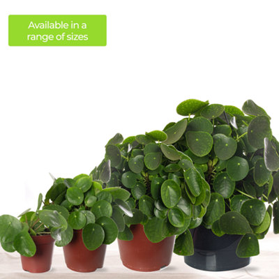 Pilea Peperomioides - Indoor House Plant for Home Office, Kitchen, Living Room - Potted ...
