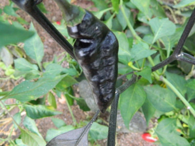 Pimenta da Neyde Chilli Seeds - 10 Fresh Seeds