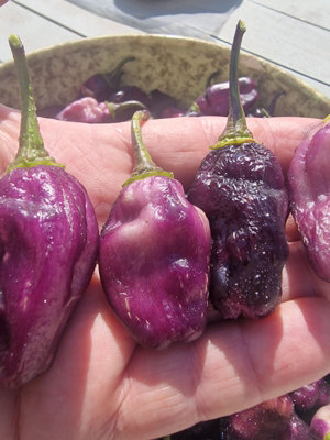 Pimenta Lisa Chilli Seeds - 10 Fresh Seeds
