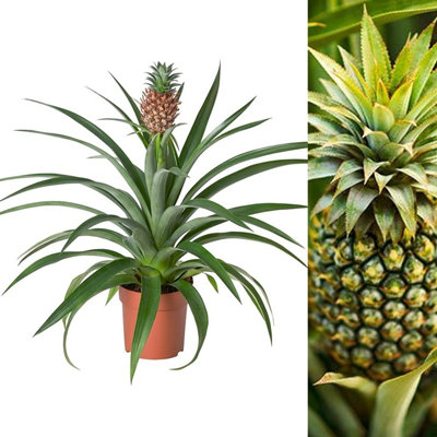 Pineapple Plant - Ananas Champaca in 14cm Pot - Bromelia Already in Fruit