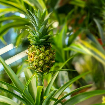 Pineapple Plant - Ananas Champaca in 14cm Pot - Bromelia Already in Fruit