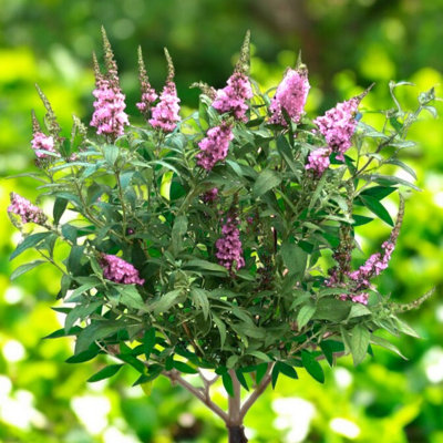 Pink Buddleia davidii Ornamental Patio Tree in 7L Pot - 1m Lollipop ...