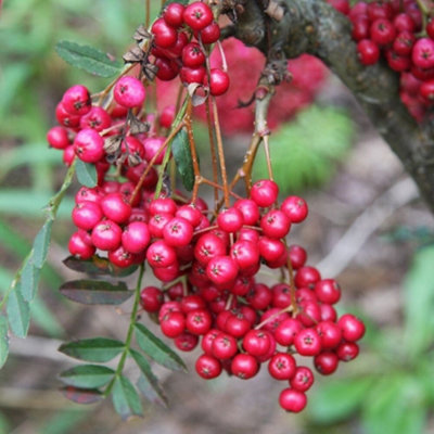 Pink Charm Rowan Tree Outdoor Ornamental Sorbus Vilmorinii 12L Pot 1.2m ...