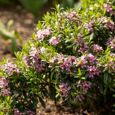 Pink Fragrance Daphne Shrub Plant Daphne x Transatlantica 1.5L Pot