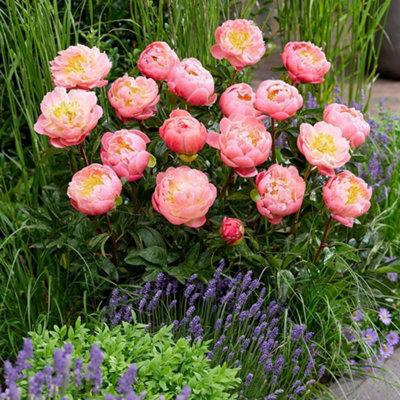 Pink Hawaiian Coral Peony Perennials Flowering Plants Paeonia 4L Pot