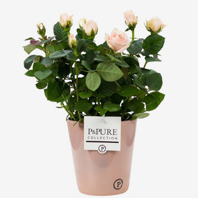 Pink Indoor Rose Plant with Pot, Houseplant Real Indoor Plant for ...