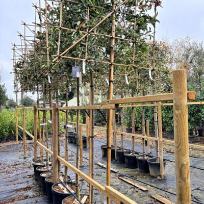 Pink Marble Pleached Tree with Staking Kit - 180cm Stem and 10cm Girth