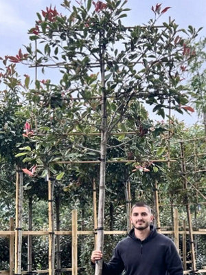 Pink Marble Pleached Tree with Staking Kit - 180cm Stem and 14cm Girth