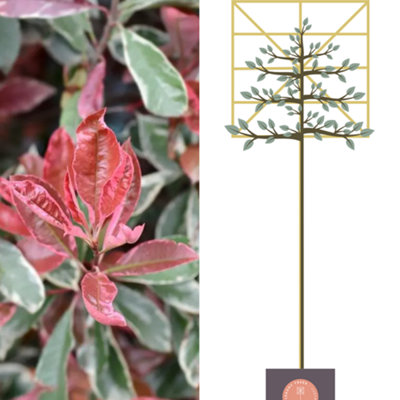 Pink Marble Pleached Tree with Staking Kit - 180cm Stem and 6cm Girth