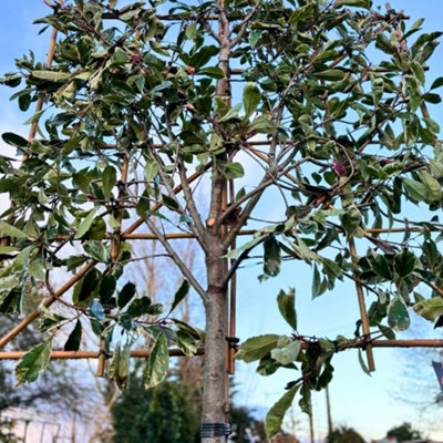 Pink Marble Pleached Tree with Staking Kit - 200cm Stem and 12cm Girth