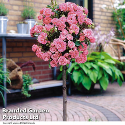 Pink Rose (Rosa) Standard (60cm Stem ) 1 Bare Root Plant