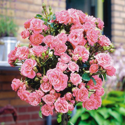 Pink Rose (Rosa) Standard (60cm Stem ) 1 Bare Root Plant