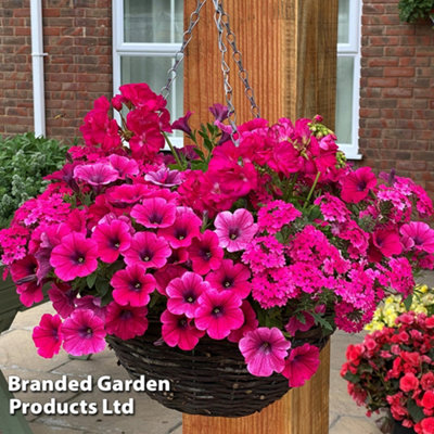 Pink Shockwave preplanted Hanging Basket 14inch(35cm) x 1 | DIY at B&Q