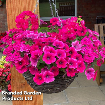 Pink Shockwave preplanted Hanging Basket 14inch(35cm) x 1