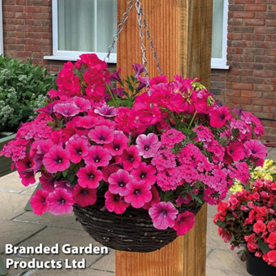 Pink Shockwave preplanted Hanging Basket 14inch(35cm) x 1