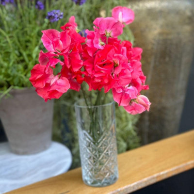 Pink Sweet Pea Geranium - Salmon-Pink Spencer Type - Vigorous Growth ...