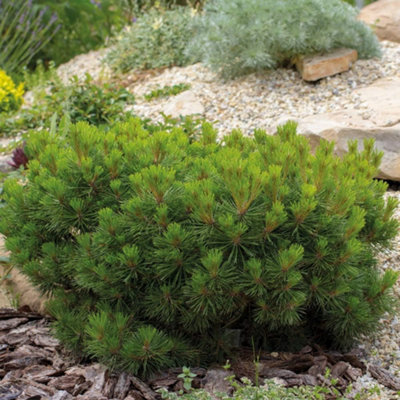 Pinus Mugo Pumilio (Creeping Pine) 3 Litre Potted Plant x 1