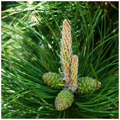 Pinus Nigra Nigra / Austrian Pine / Black Pine Tree 20-30cm Tall in 9cm ...