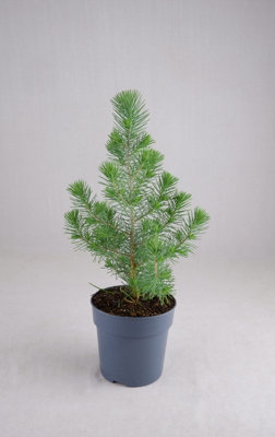 Pinus Silver Crest Christmas Tree With Snow - Real Pot Grown Mini Pine ...
