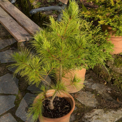 Pinus Strobus Minima - Compact Evergreen Conifer Blue-Green Needles ...