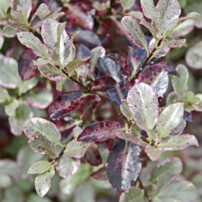 Pittosporum tenuifolium Bannow Bay 9cm Potted Plant x 1