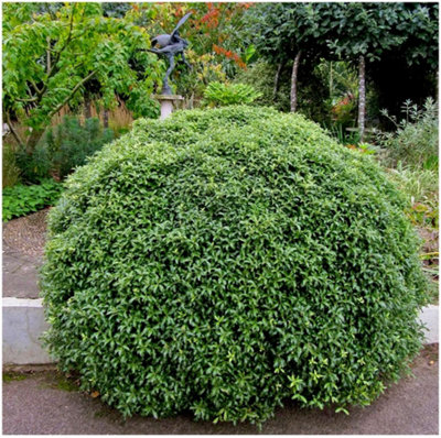 Pittosporum Tenuifolium Beach Ball Evergreen Garden Shrub (9cm Pot)