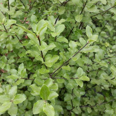 Pittosporum tenuifolium Wrinkled Blue PATIO 7 Litre Potted Plant x 1
