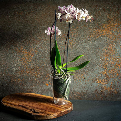 Plant Orchid Pot Plastic Gloss Oval Planter Transparent Clear 12 cm Square