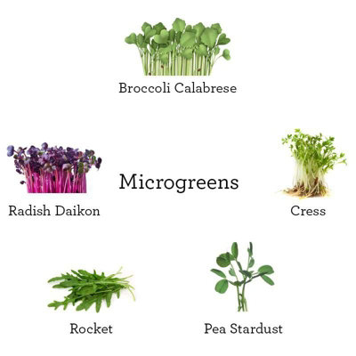 Plant Theory Grow Your Own Microgreens - Broccoli, Radish, Cress, Pea ...
