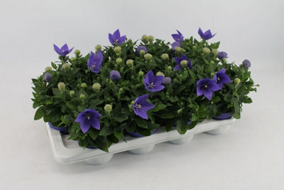 Platycodon Gr Astra Blue, 12cm Pot Size, 22cm Tall, Pink Balloon Flower ...