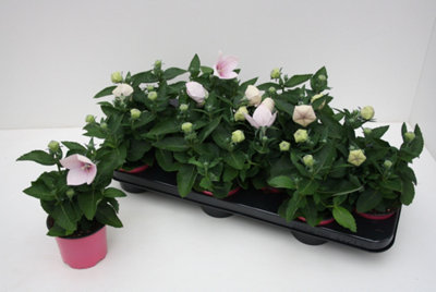 Platycodon Roze, 510cm Pot Size, 25cm Tall, Platycodon Roze,Indoor ...