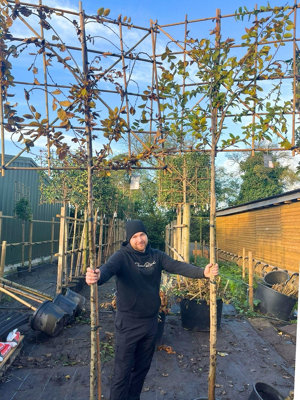 Pleached Carpinus betulus Hornbeam Tree - 180cm Stem & 8-10cm Girth
