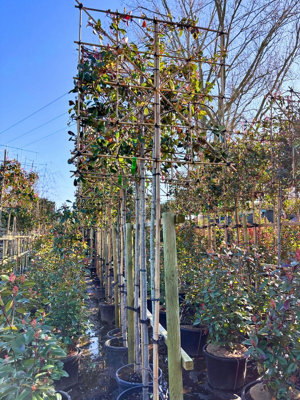 Pleached Photinia Red Robin Tree - 180cm Stem & 4-6cm Stem Girth