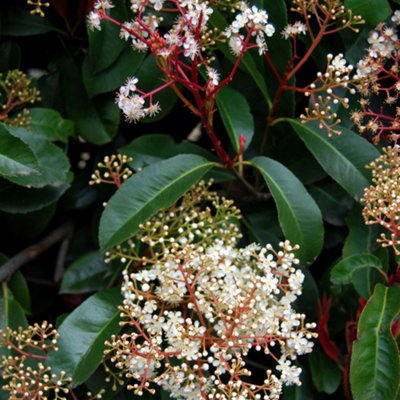 Pleached Photinia Red Robin Tree - 180cm Stem & 4-6cm Stem Girth