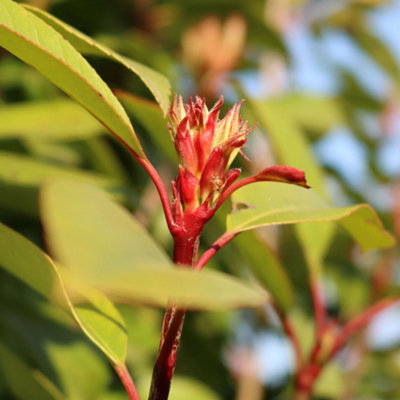 Pleached Photinia Red Robin Tree - 180cm Stem & 4-6cm Stem Girth