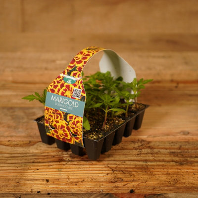 PLUG PLANTS 1 PACK MARIGOLD DURANGO BEE - 20 PLANTS PER TRAY - READY TO ...