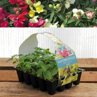 Plug Plants Antirrhinum Snapdragon Appeal Mix - 20 Per Tray - Ready to ...