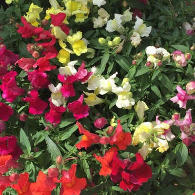 Plug Plants Antirrhinum Snapdragon Appeal Mix - 20 Per Tray - Ready to ...