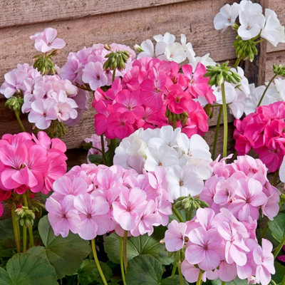 Plug Plants Geranium Candyfloss Mix 3 Pack - 20 Plants Per Tray