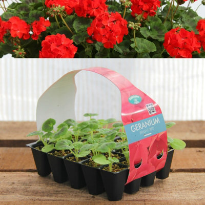 Plug Plants Geranium Red - 20 Per Tray - Ready to Grow On Bedding ...