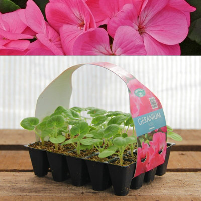 Plug Plants Geranium Rose Pink - 20 Per Tray - Ready to Grow On Bedding ...