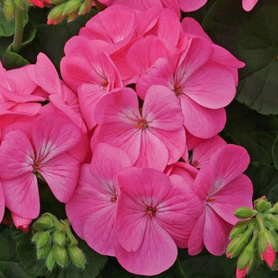 Plug Plants Geranium Rose Pink - 20 Per Tray - Ready to Grow On Bedding ...